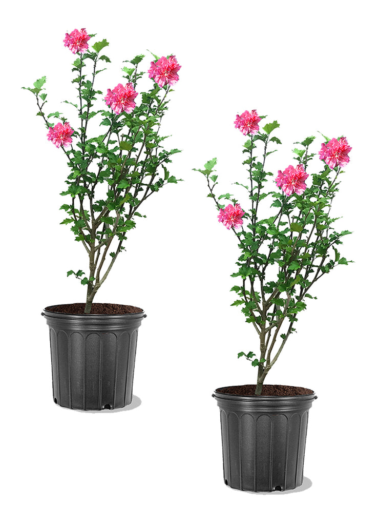 Althea Double Red | Rose of Sharon | Plant Me Green