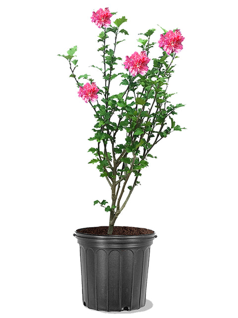 Althea Double Red | Rose of Sharon | Plant Me Green