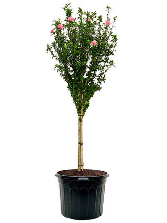Althea Double Red | Rose of Sharon | Plant Me Green