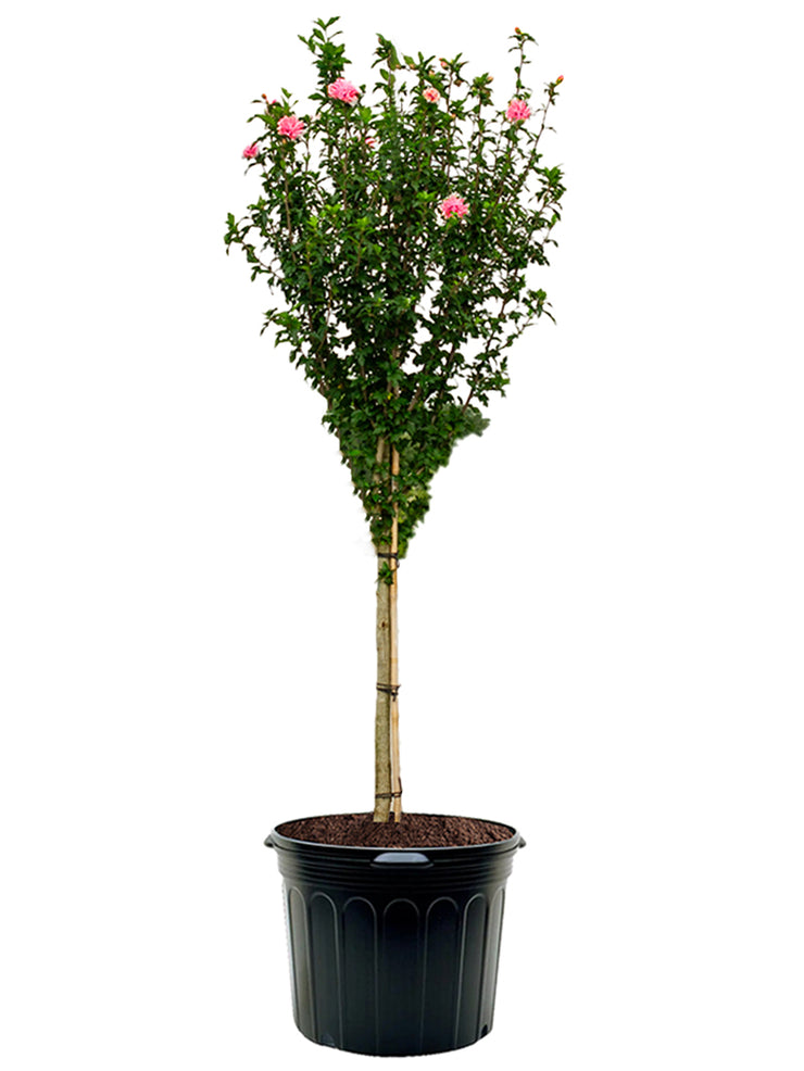 Althea Double Red | Rose of Sharon | Plant Me Green