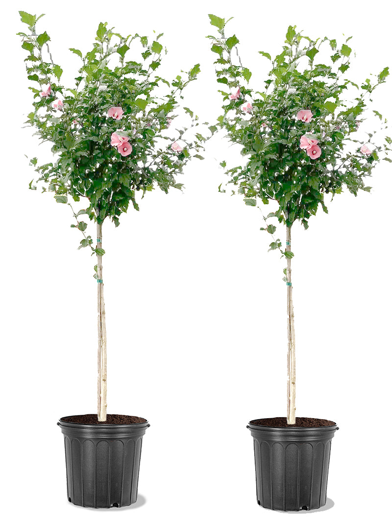 Althea Double Red | Rose of Sharon | Plant Me Green