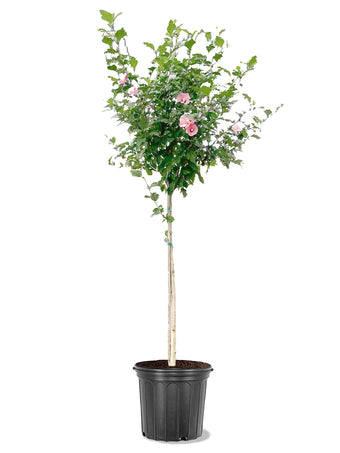 Althea Double Red | Rose of Sharon | Plant Me Green