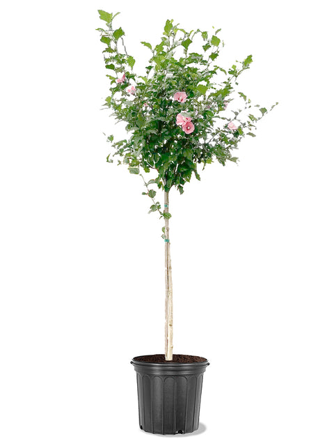 Althea Double Red | Rose of Sharon | Plant Me Green