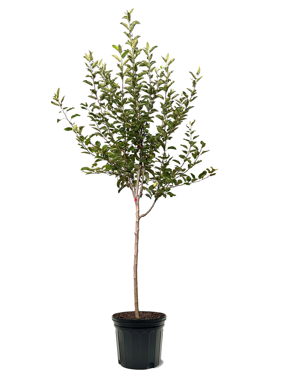 Apple Tree Planting Guide – Plant Me Green