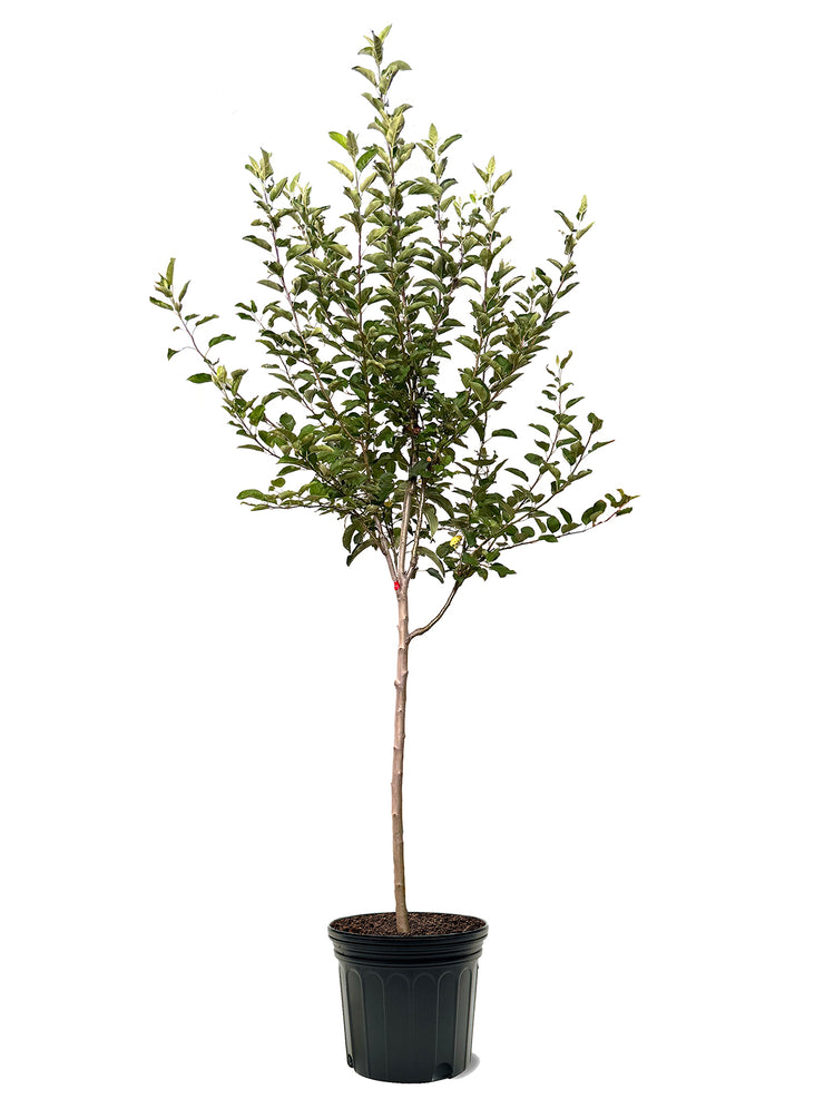 Apple Tree Planting Guide – Plant Me Green