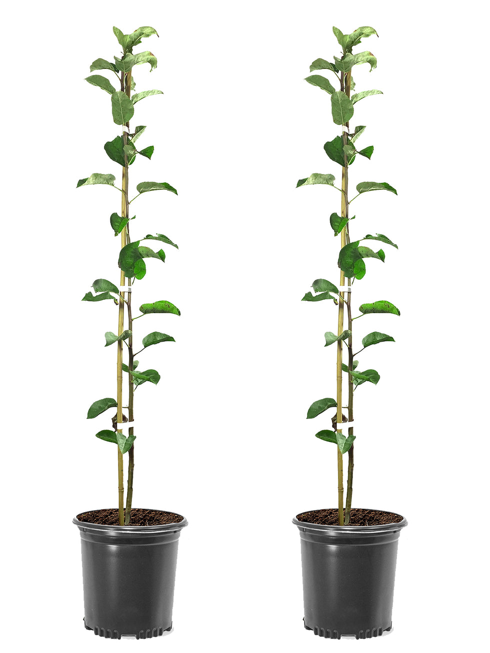 Apple Tree Planting Guide – Plant Me Green