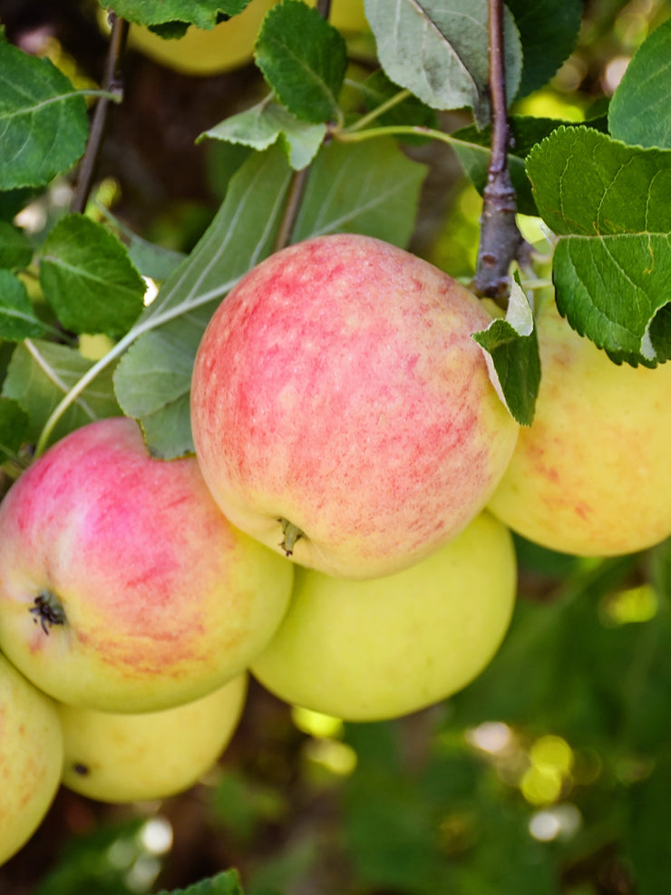 Apple Tree Planting Guide – Plant Me Green