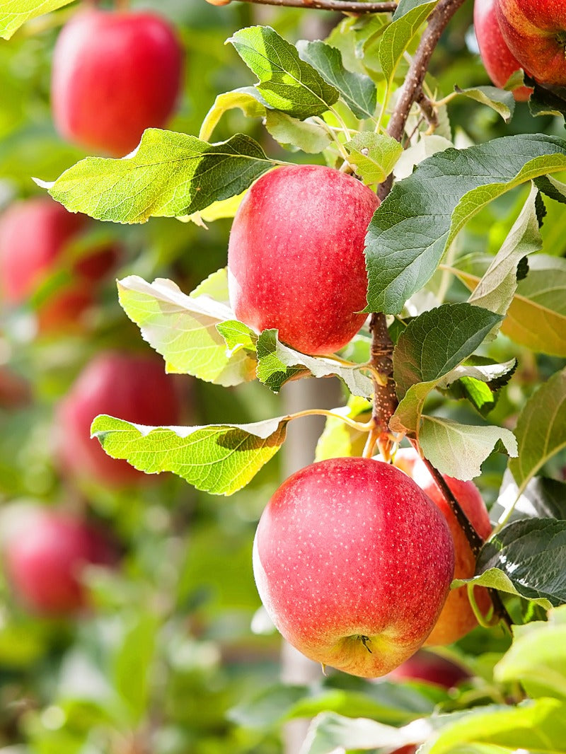 Cameo | Apple Trees | Plant Me Green