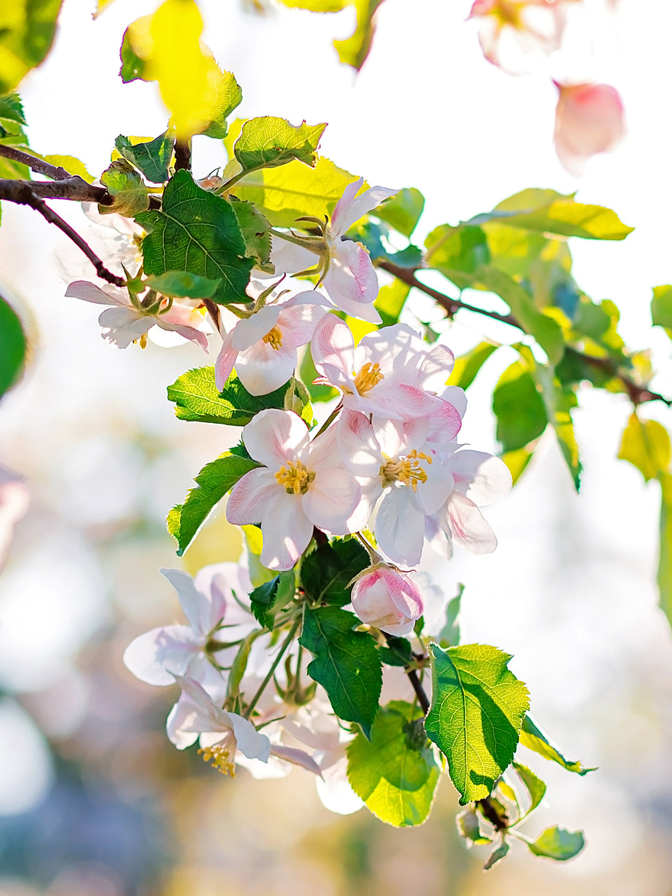 Apple Tree Planting Guide – Plant Me Green