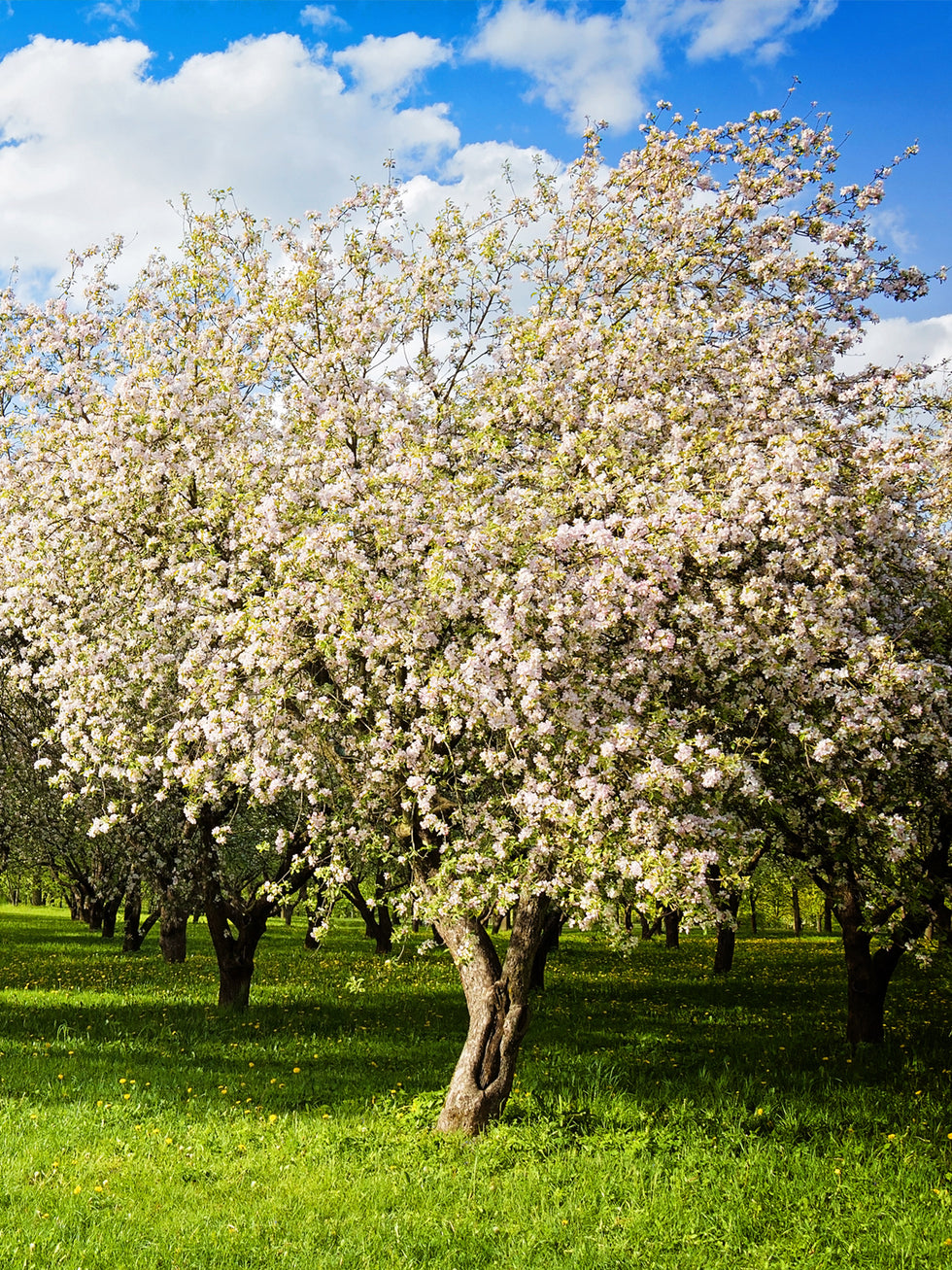 Newton Pippin Apple | Apple Trees | Plant Me Green