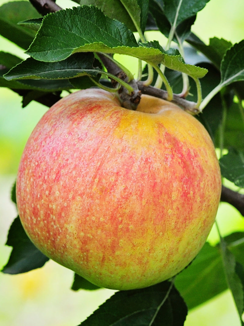 Gala Apple - Plant Me Green