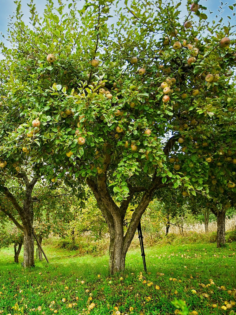 Newton Pippin Apple | Apple Trees | Plant Me Green