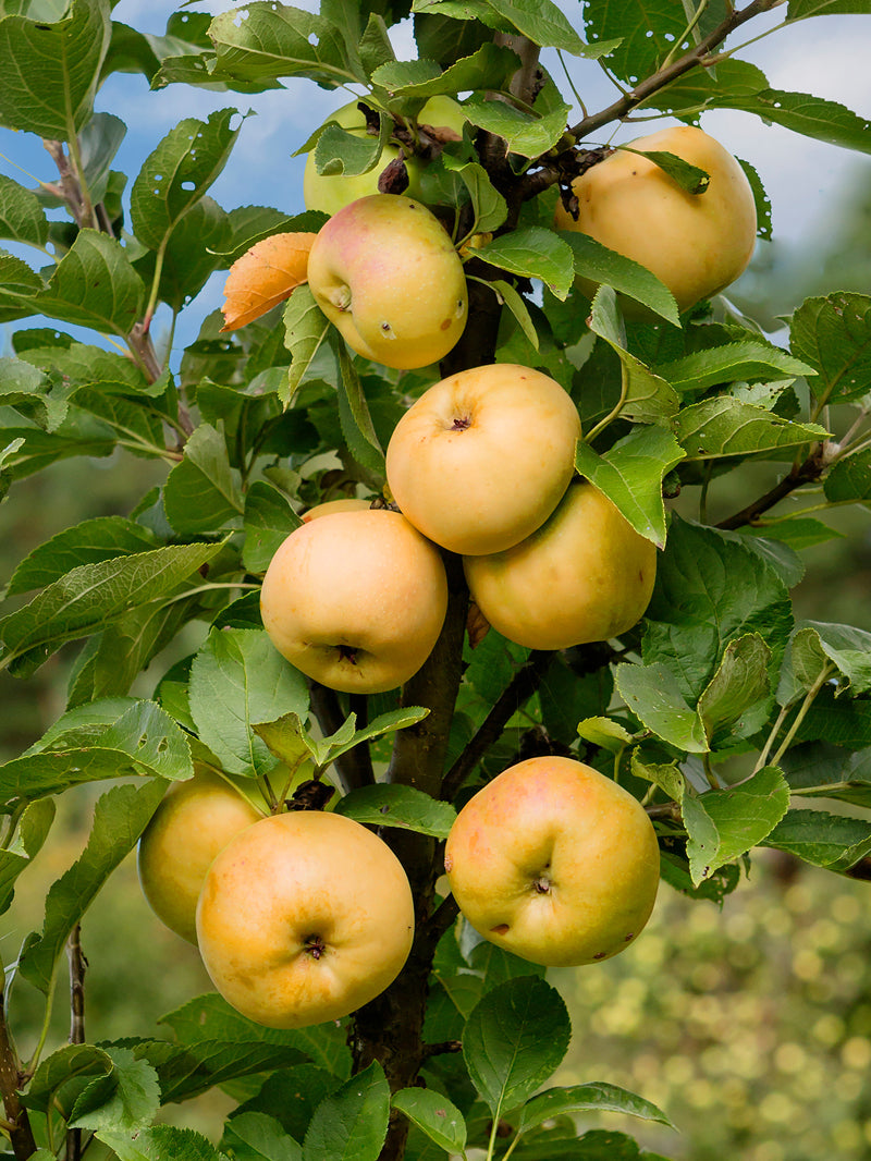 Apple Trees - Golden Sentinel (Columnar) – Plant Me Green