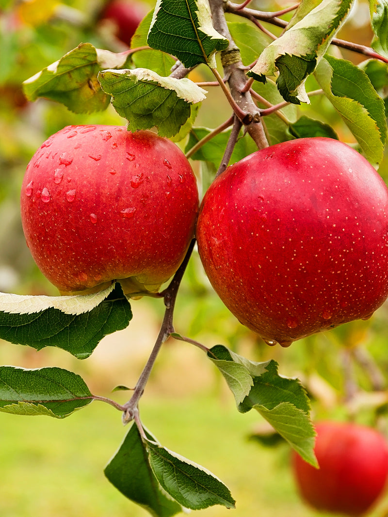 September Wonder Apple | Apple Trees | Plant Me Green