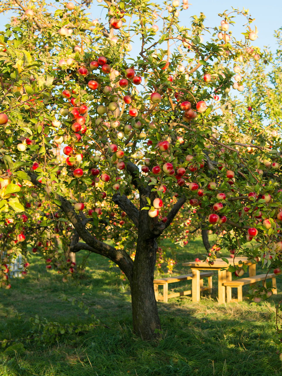 Zone 5 - Fruit Trees – Plant Me Green