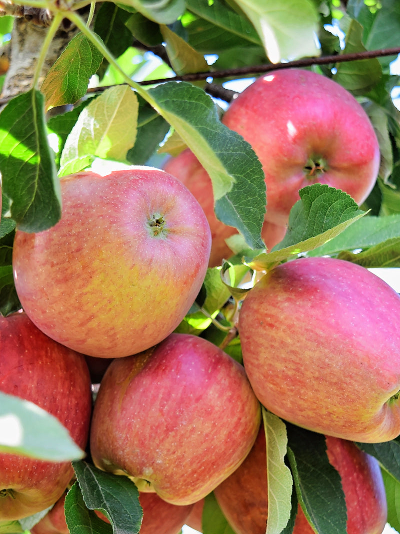 Braeburn Apple | Apple Trees | Plant Me Green