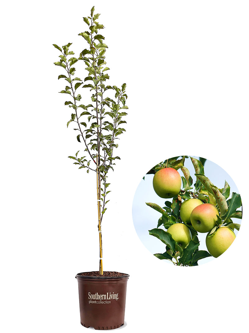 Gold Rush | Apple Tree | Plant Me Green