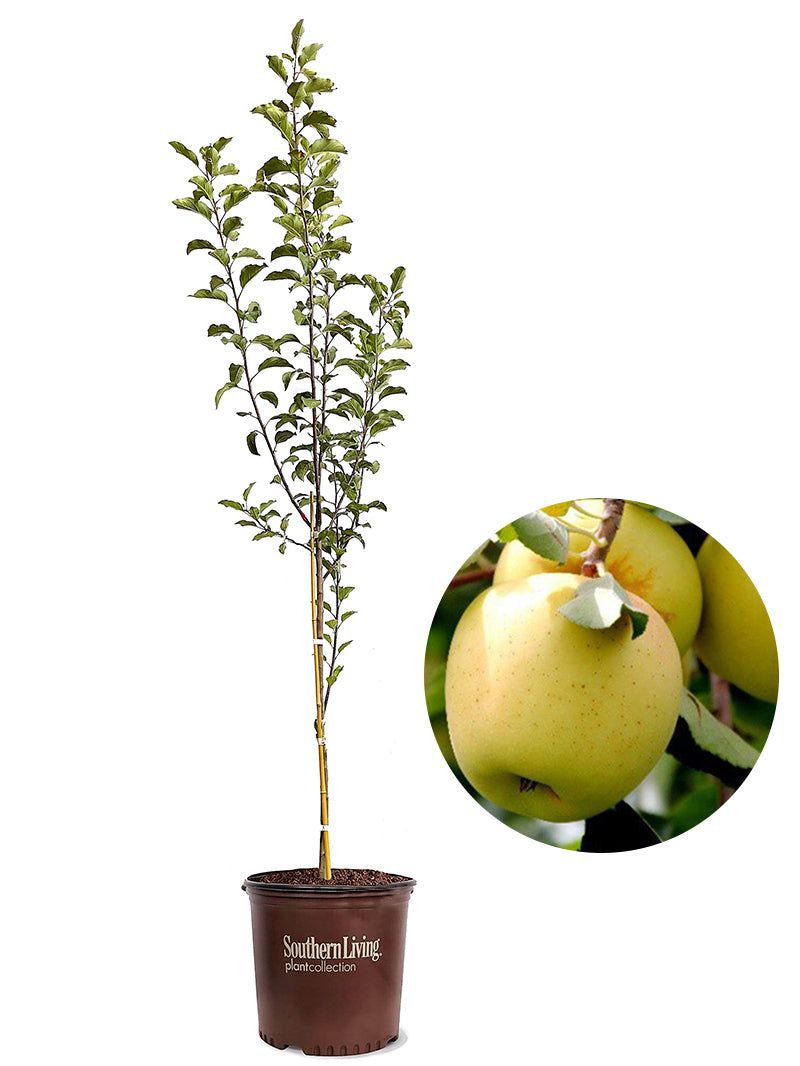 Golden Delicious Apple | Apple Trees | Plant Me Green