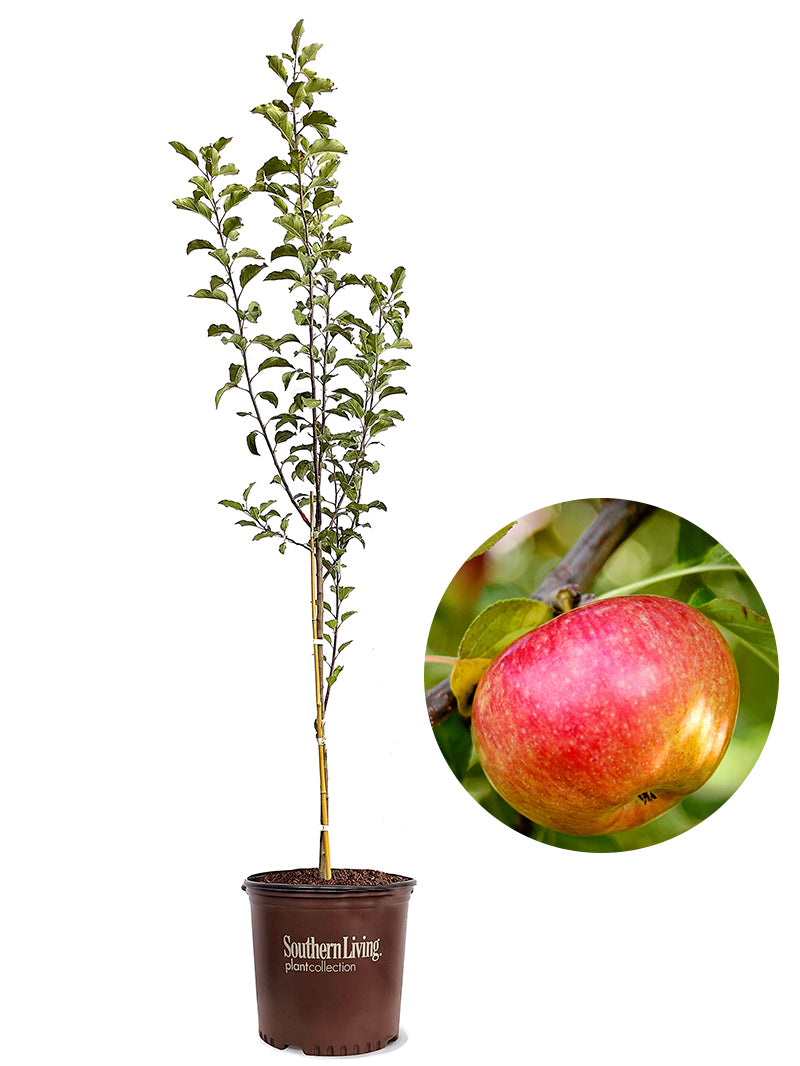 MacIntosh Apple | Apple Trees | Plant Me Green