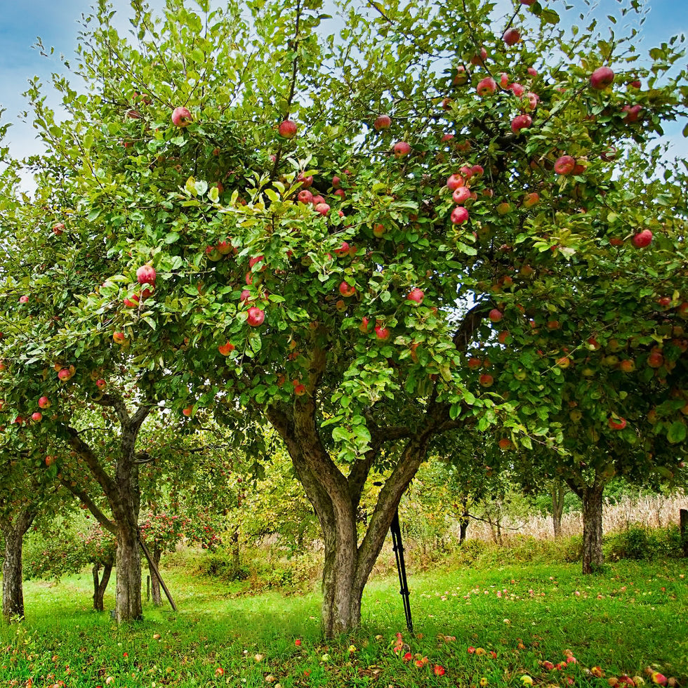 Apple Tree Planting Guide – Plant Me Green