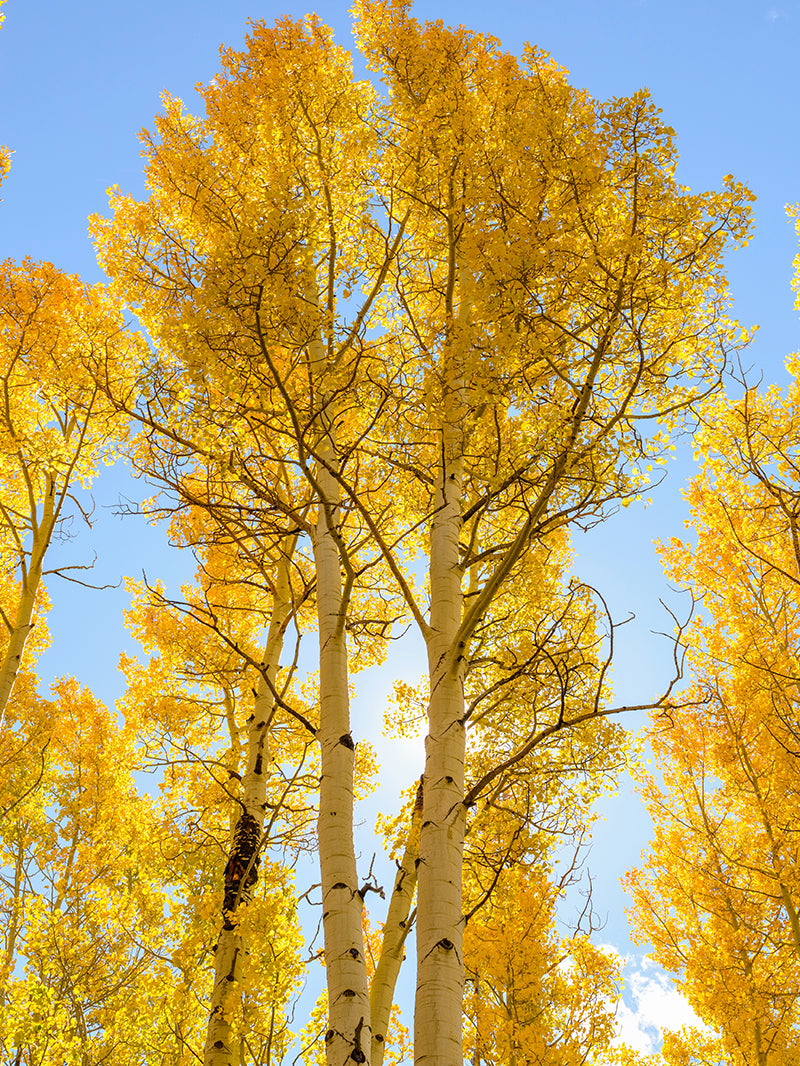 Aspen - Rocky Mountain White Trembling – Plant Me Green