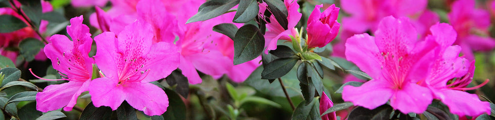 Online Tree Nursery | Plant Me Green