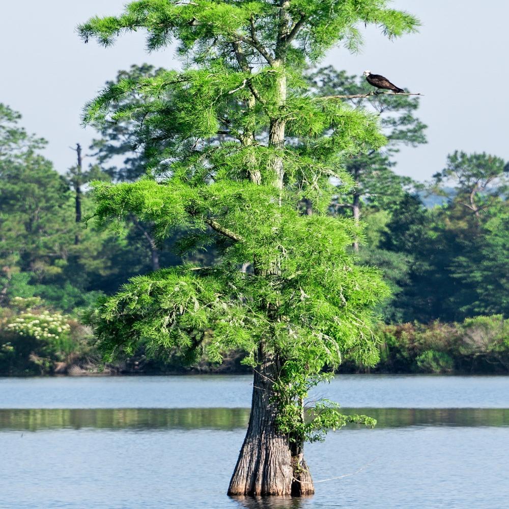Cypress - Pond – Plant Me Green