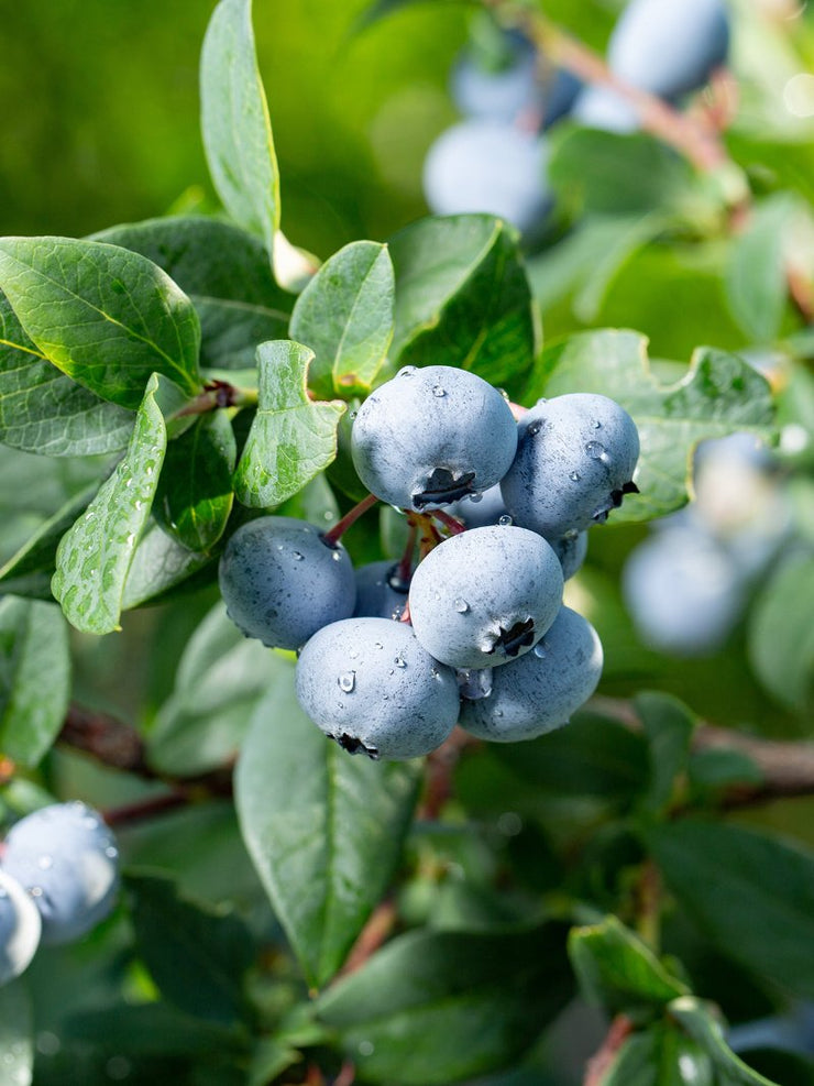 Blueberry Planting Guide – Plant Me Green
