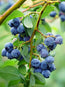 Austin Blueberry Fruit Plant | Large Blueberries | Plant Me Green