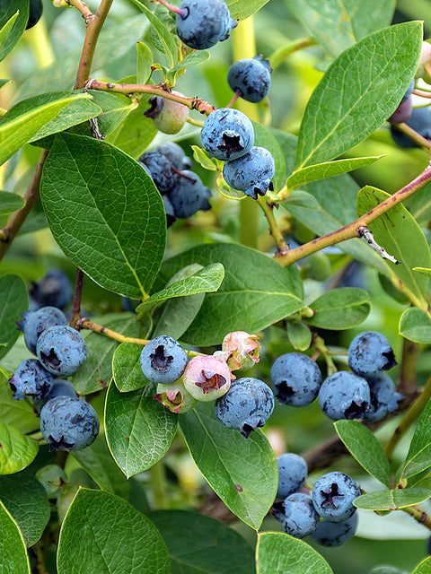 Buy Blueberry Bushes Online | Blueberry Trees for Sale – Plant Me Green
