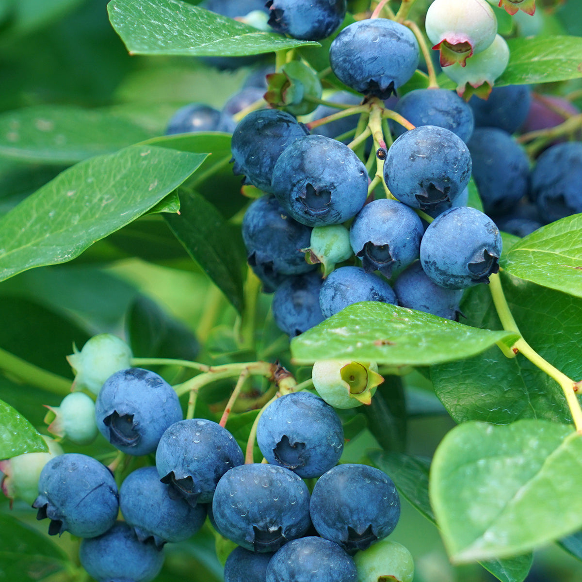 Hannah's Choice Blueberry| Northern Highbush | Deciduous Shrub | Plant ...