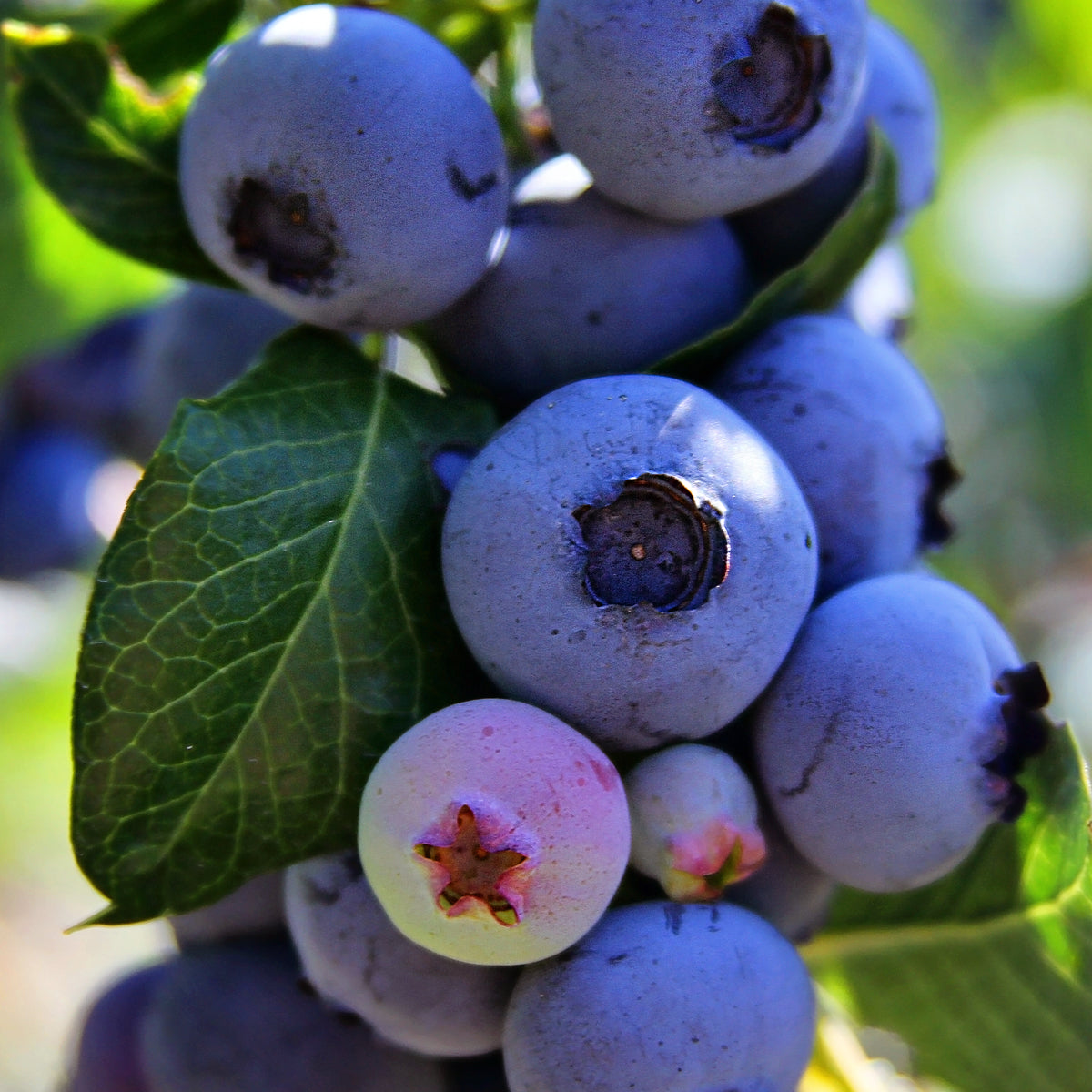 Herbert Northern Highbush| Blueberry| Deciduous Shrub | Plant Me Green