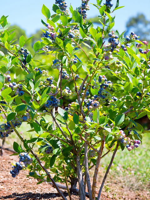 Powder Blue Blueberry Plants – Plant Me Green