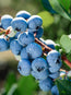 Powder Blue Blueberry Plants – Plant Me Green