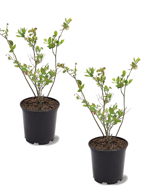 Powder Blue Blueberry Plants – Plant Me Green