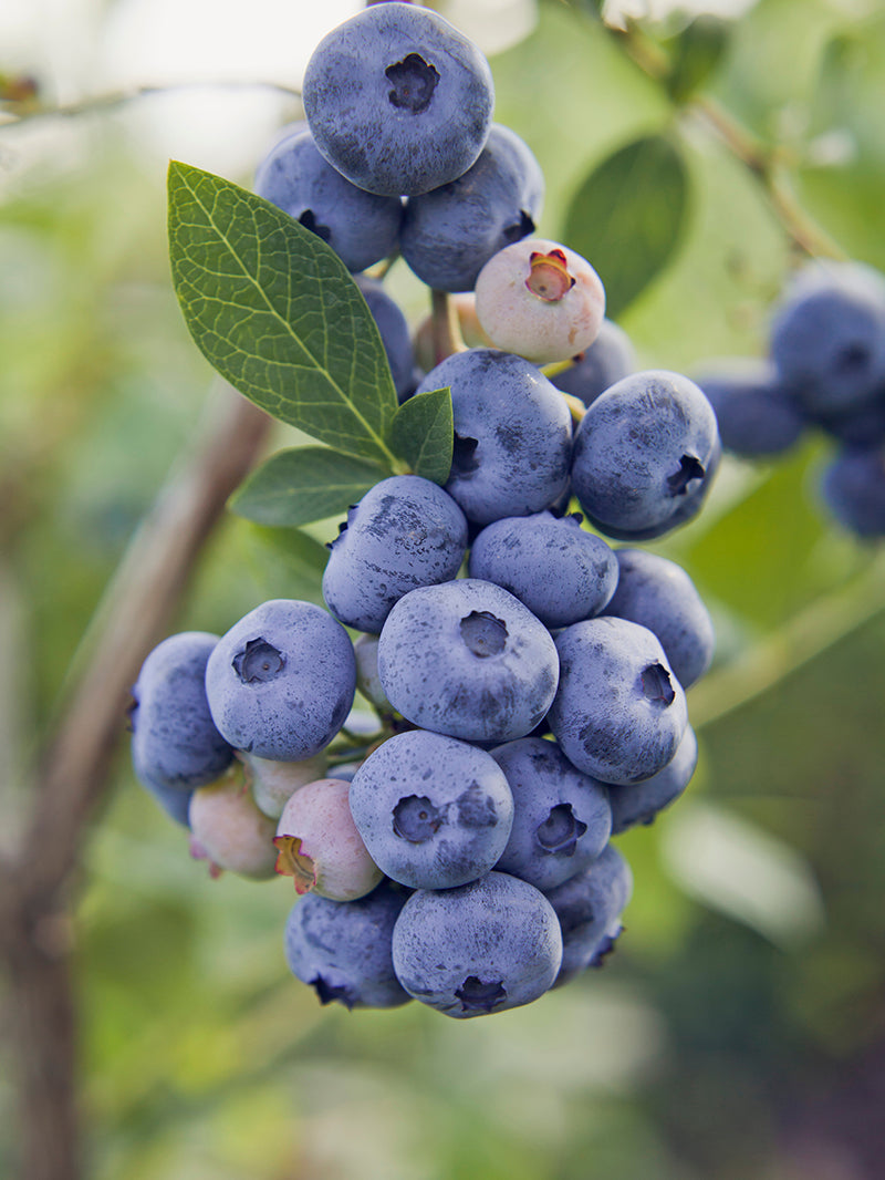 Blueberry - Toro (Northern Highbush) – Plant Me Green
