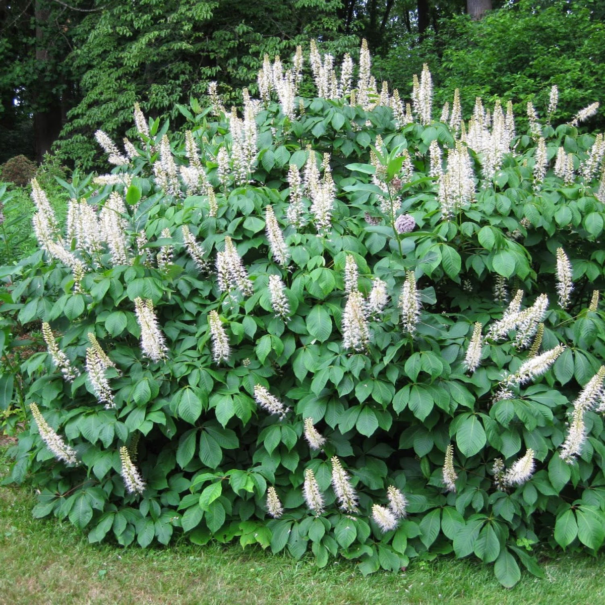 Buckeye - Bottlebrush – Plant Me Green