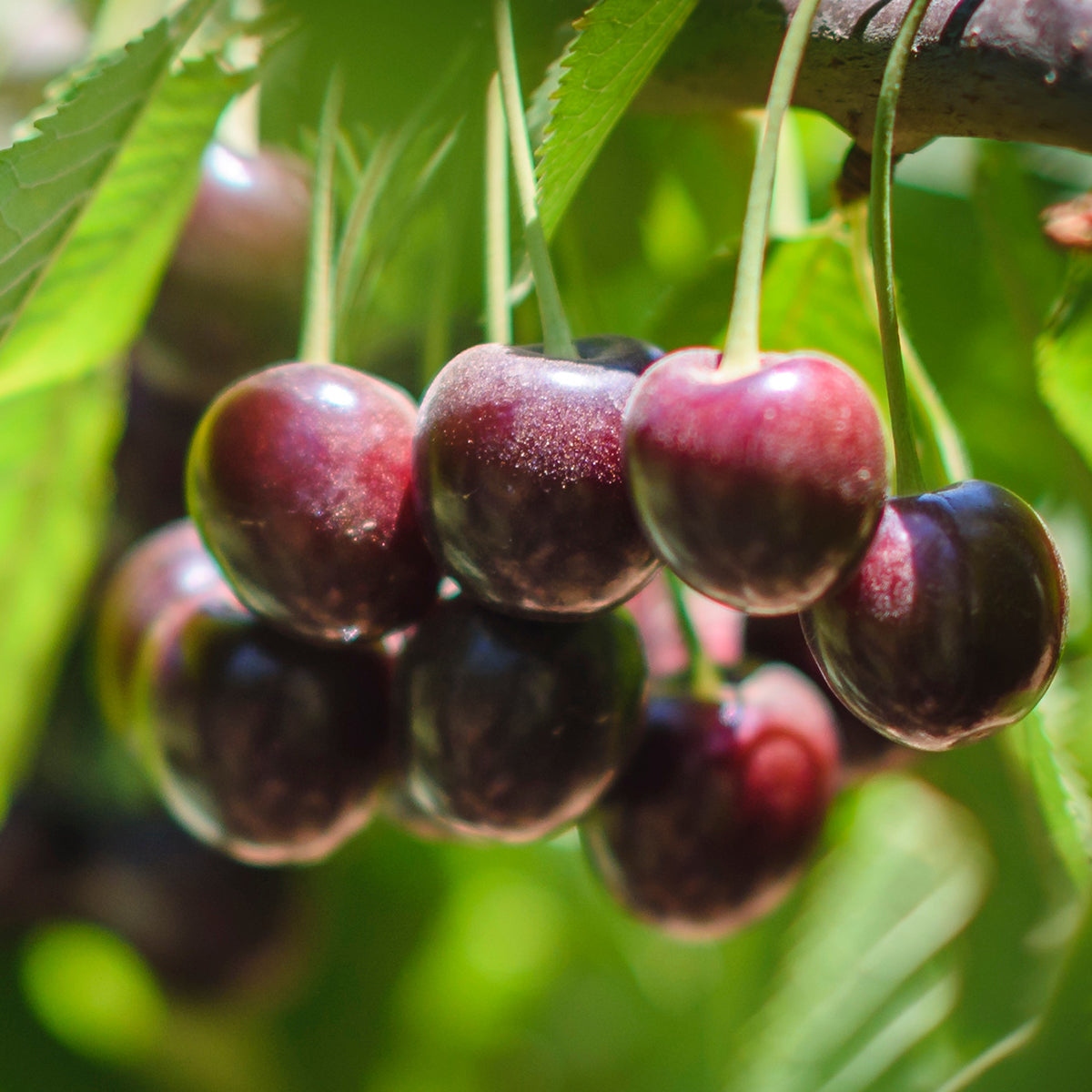 Cherry - Black Republican – Plant Me Green
