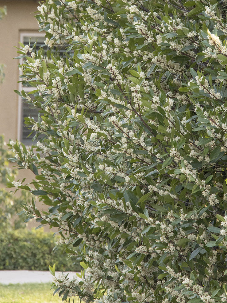 Cherry Laurel | English Cherry Laurel – Plant Me Green