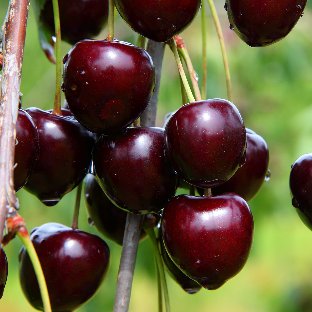 Cherry - Santina – Plant Me Green