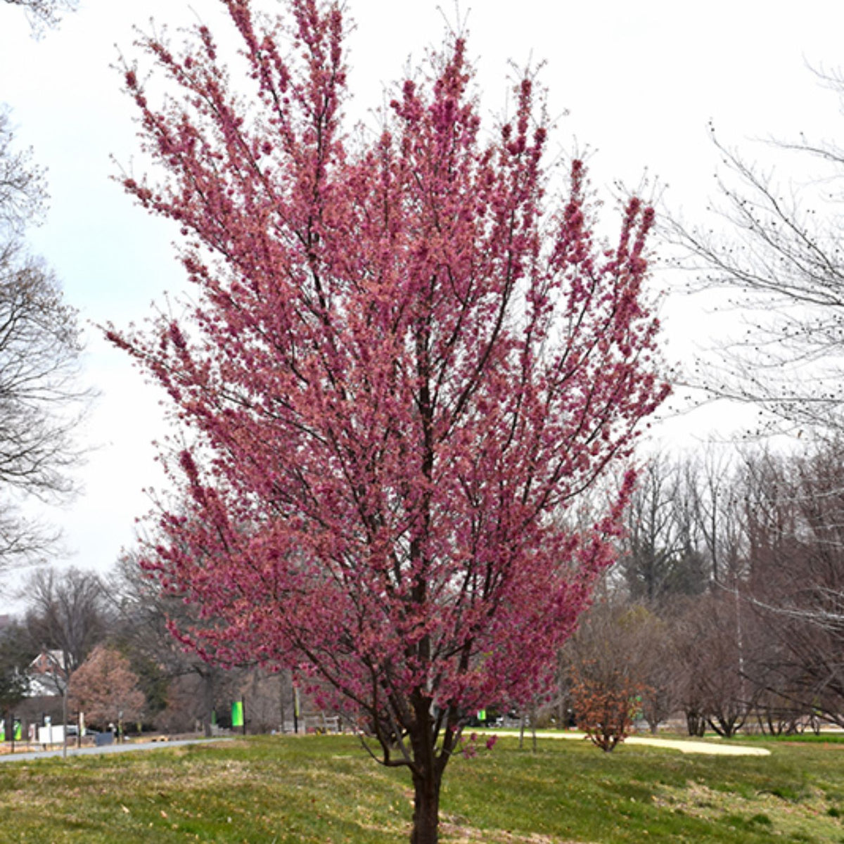 Cherry - First Lady (Flowering) – Plant Me Green
