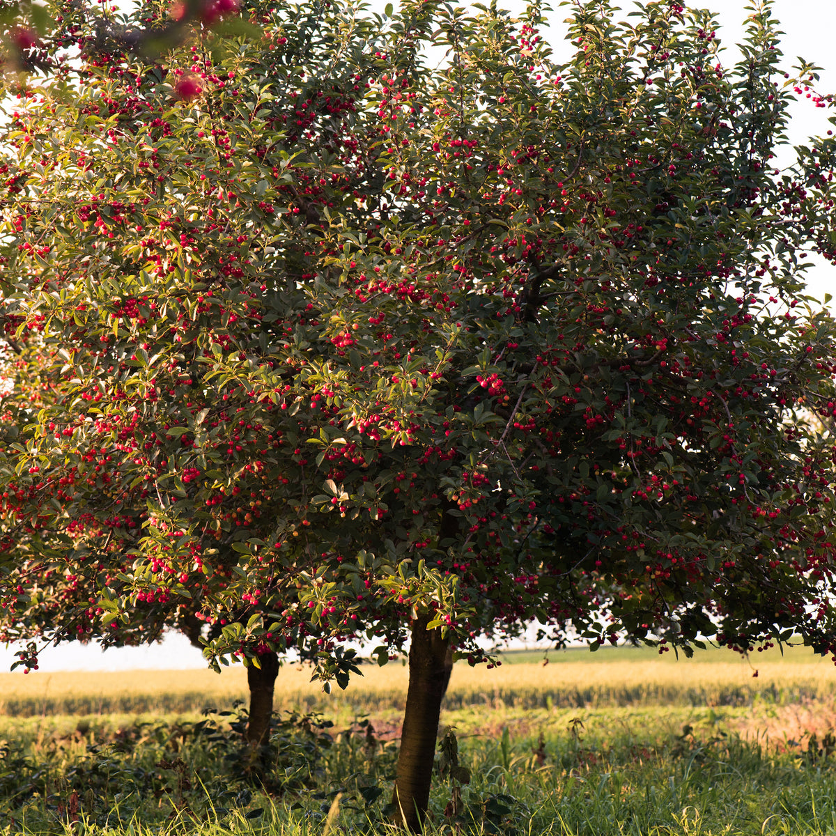 Fruiting Cherry Guide – Plant Me Green