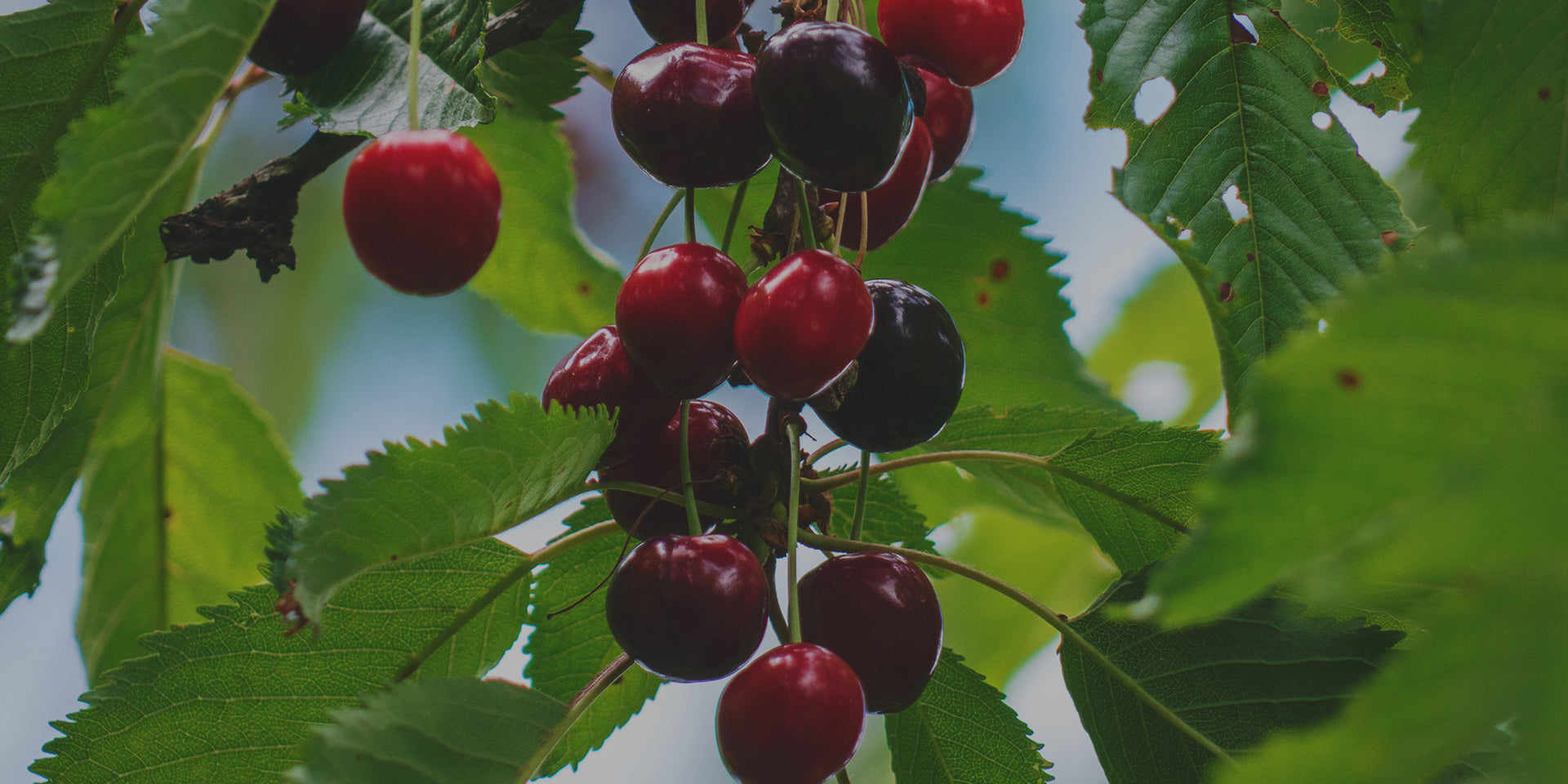 Fruiting Cherry Guide – Plant Me Green