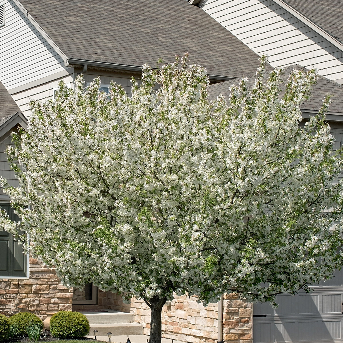 Callaway | Crabapple | Plant Me Green