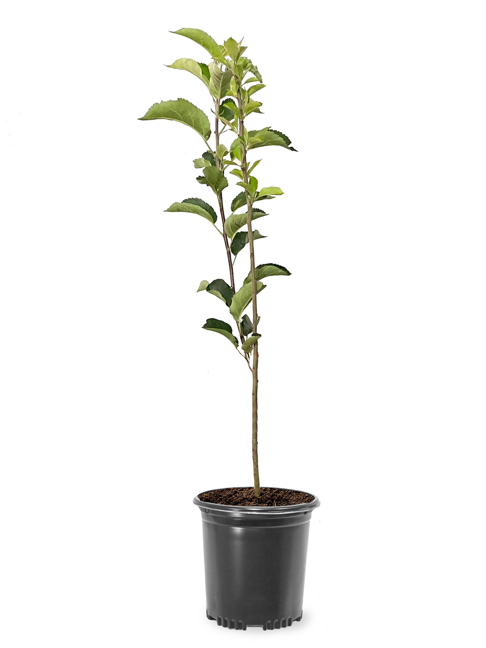 Robinson Crabapple Tree | Deciduous Flowering Trees – Plant Me Green