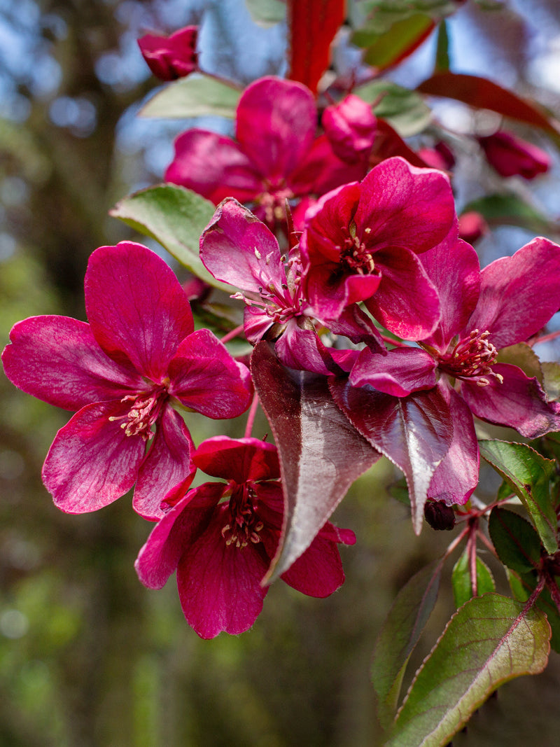 Crabapple - Prairiefire – Plant Me Green