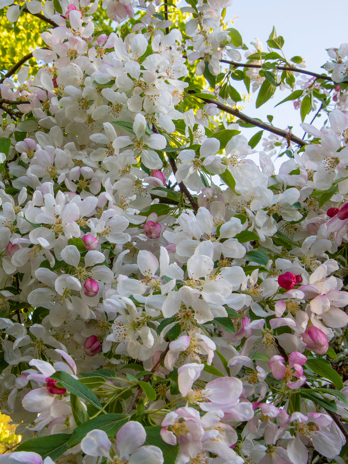 Double Weeping Crabapple Trees Brandywine Crabapple Tree Miniature