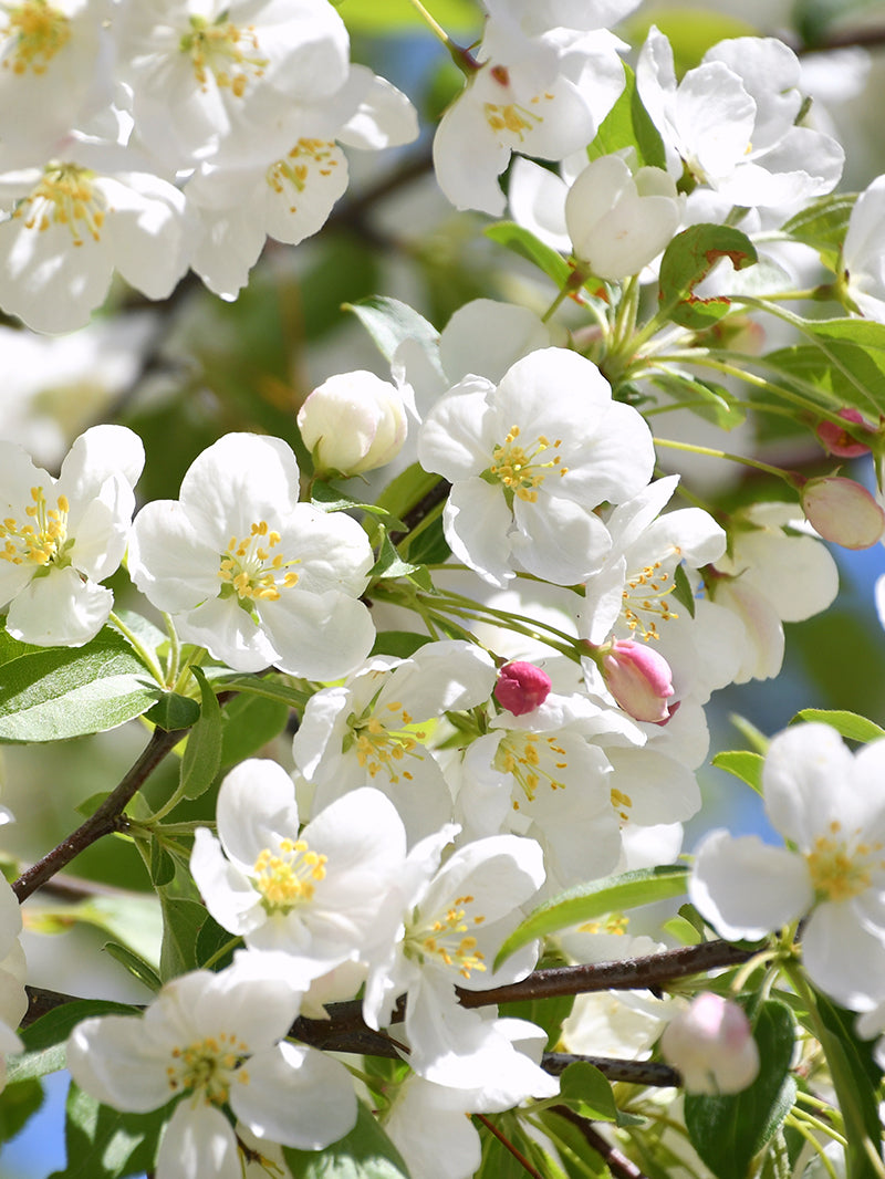 Callaway | Crabapple | Plant Me Green
