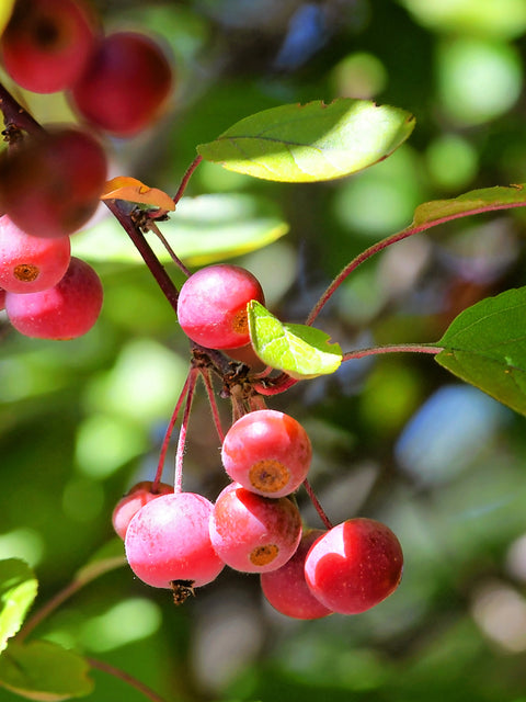 Robinson Crabapple Tree | Deciduous Flowering Trees – Plant Me Green