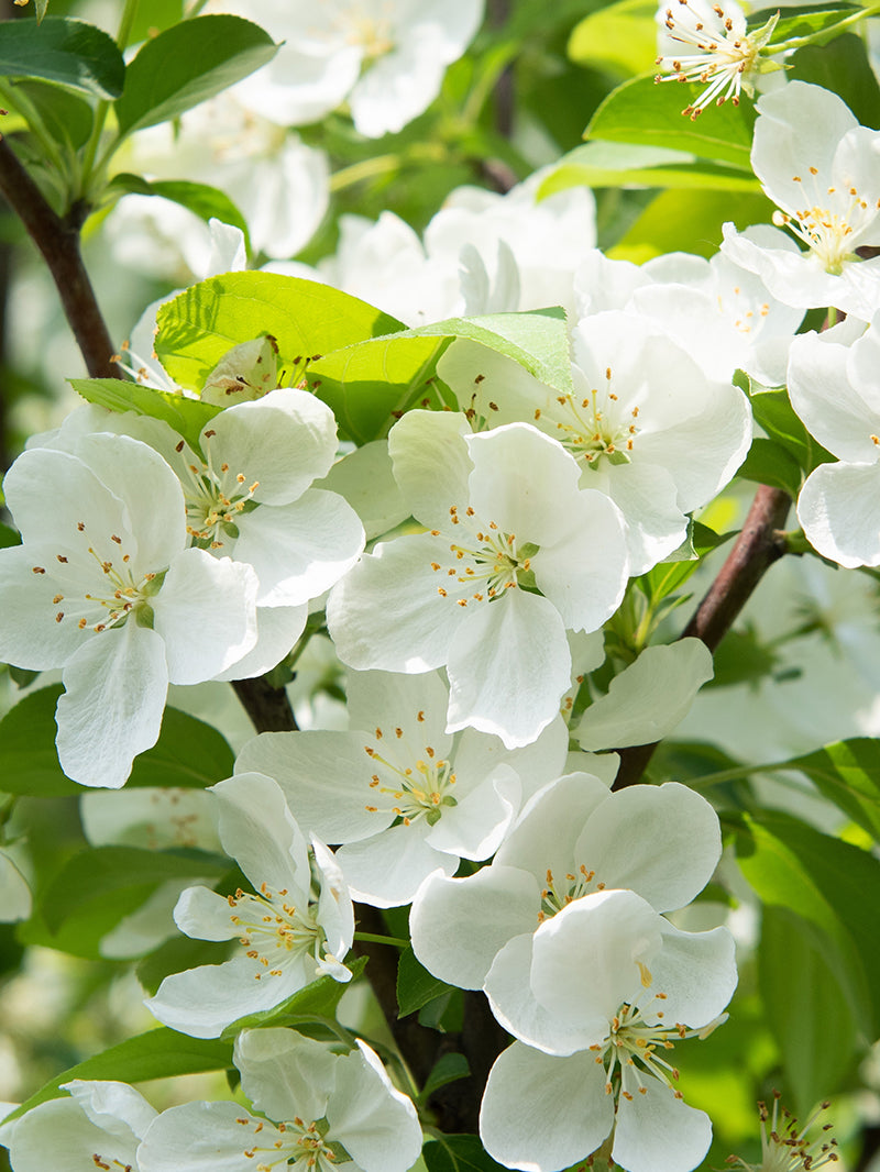 Crabapple Sugar Tyme – Plant Me Green